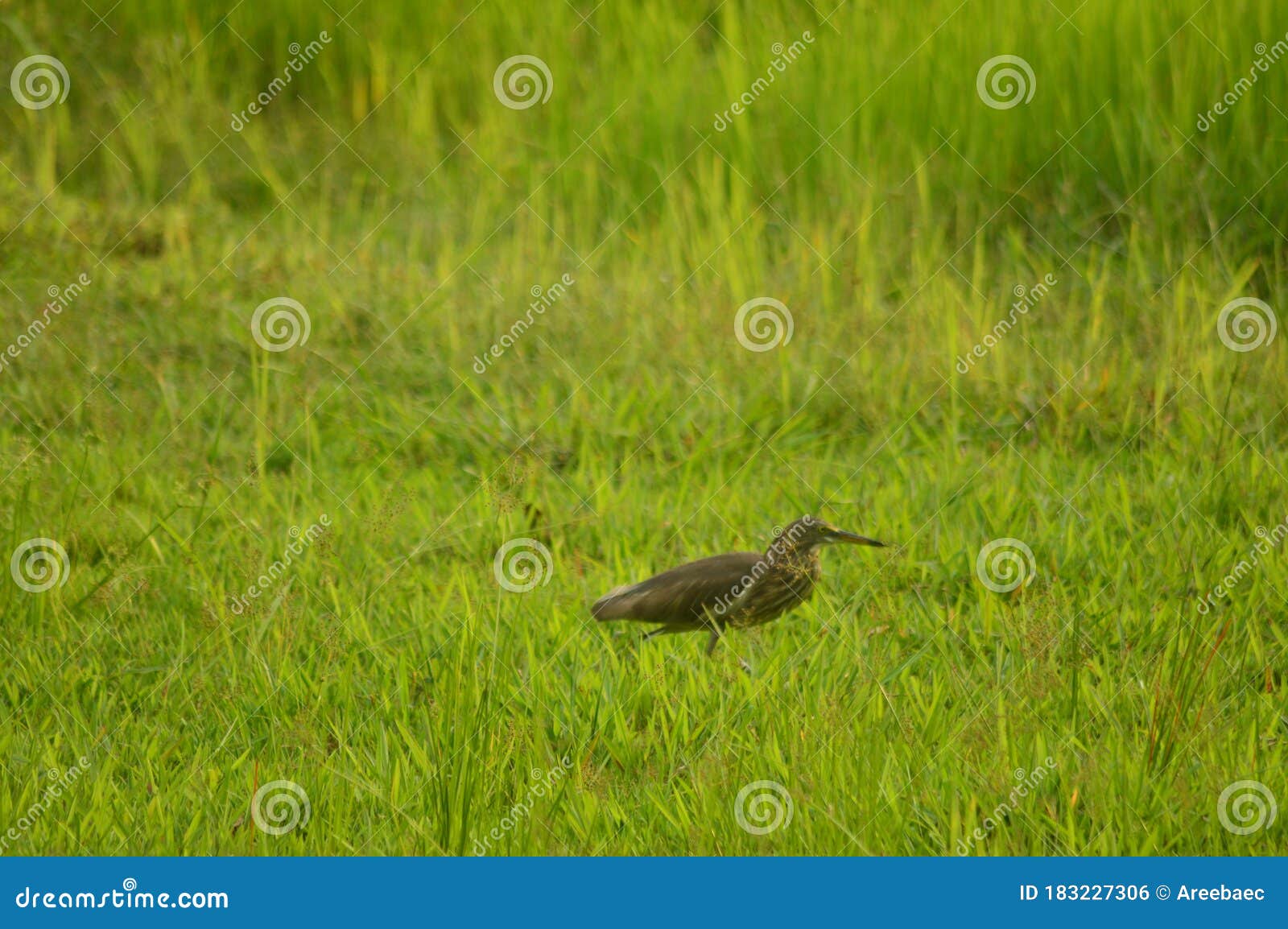 Pond heron or paddy bird stock photo. Image of paddy - 183227306