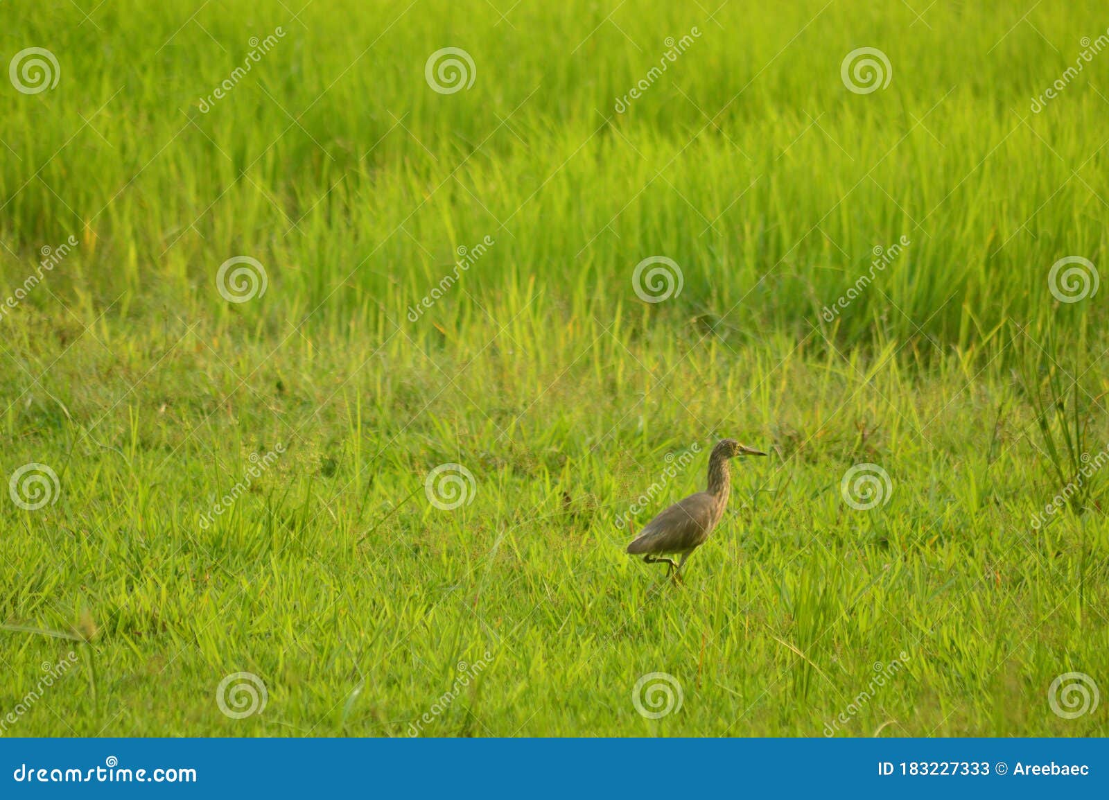Pond heron or paddy bird stock image. Image of wildlife - 183227333