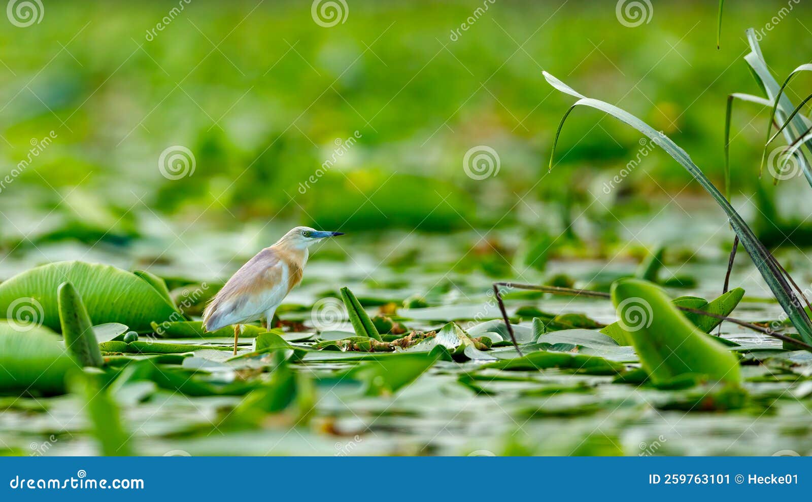 Pond Heron in the Swamps of the Danube Delta in Romania Stock Image ...