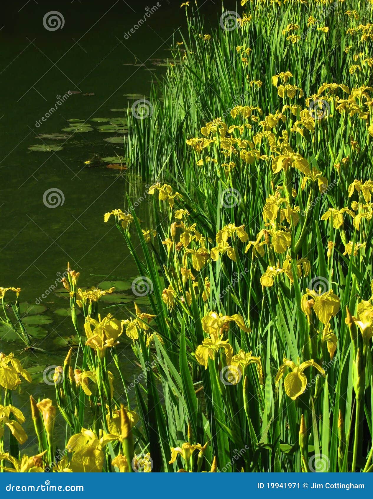 Pond Iris stock image. Image of season, scenics, head - 19941971