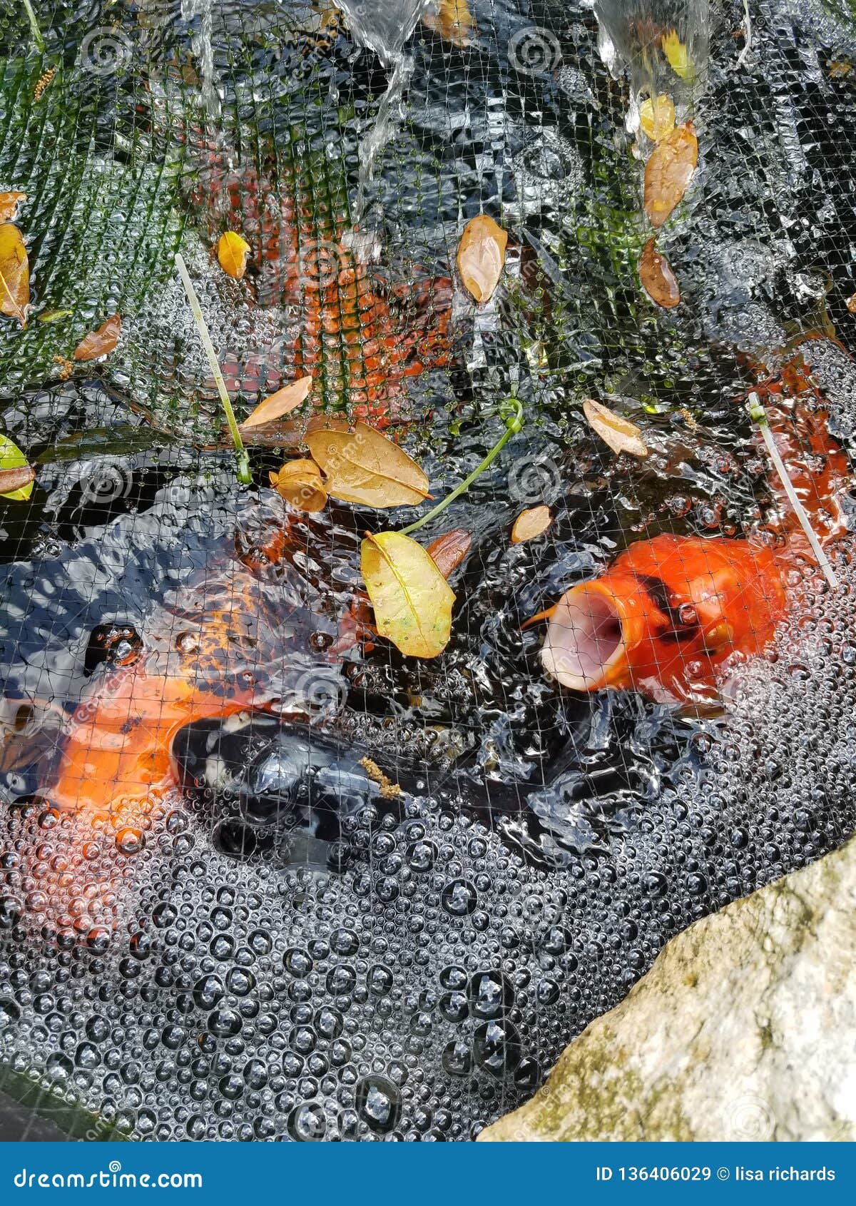 Koa Pond Stock Photos - Free & Royalty-Free Stock Photos from Dreamstime