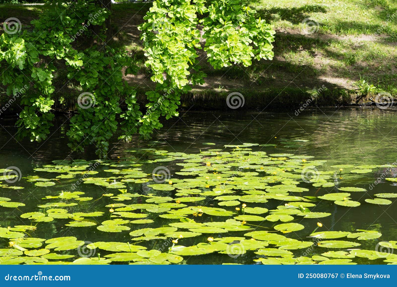 A Pond with Lilies in the Park and a Tree that Hangs Over the Water ...