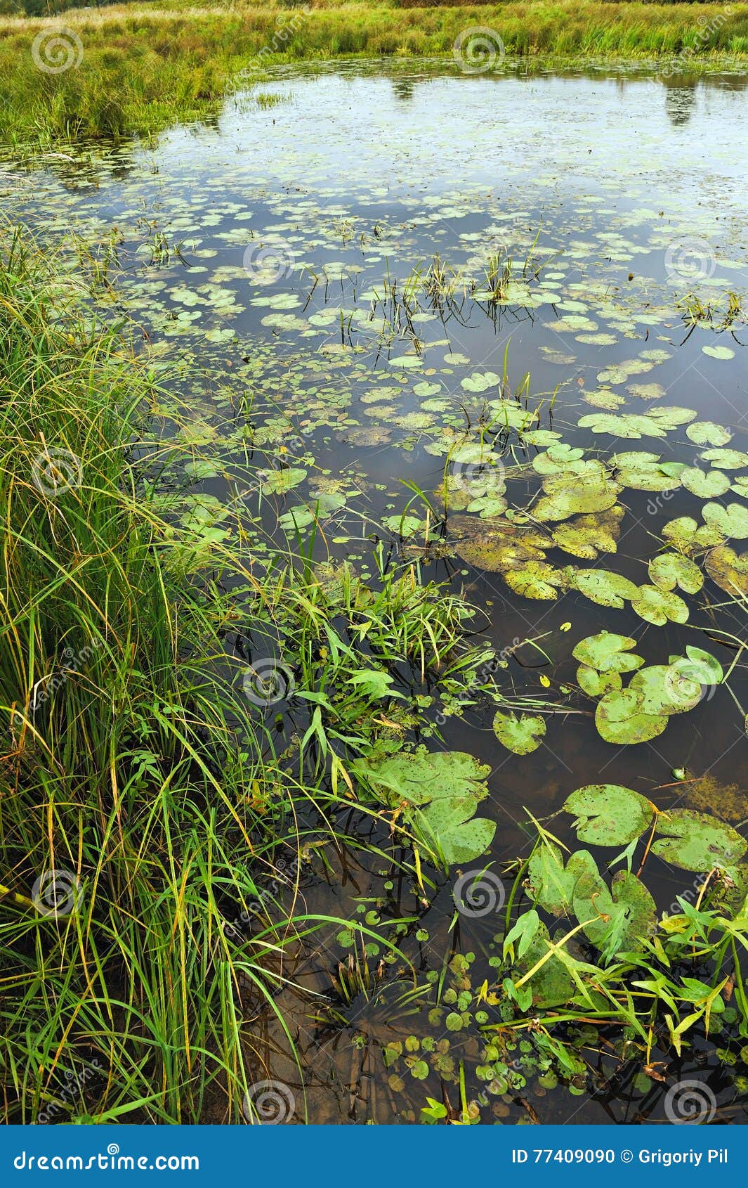 Pond stock photo. Image of lake, reflection, algae, clear - 77409090