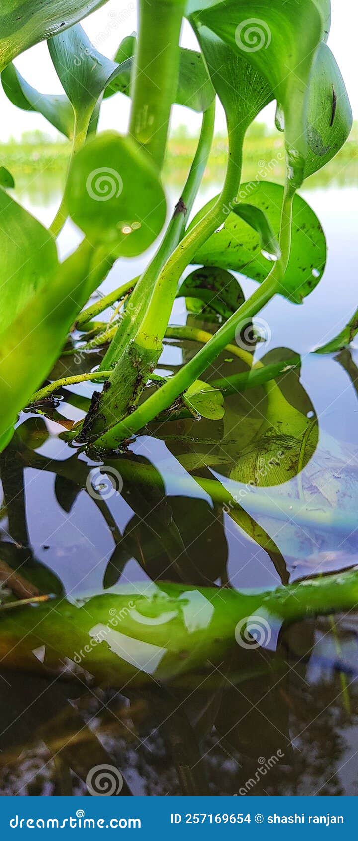 Pond lives under the water stock photo. Image of flower - 257169654