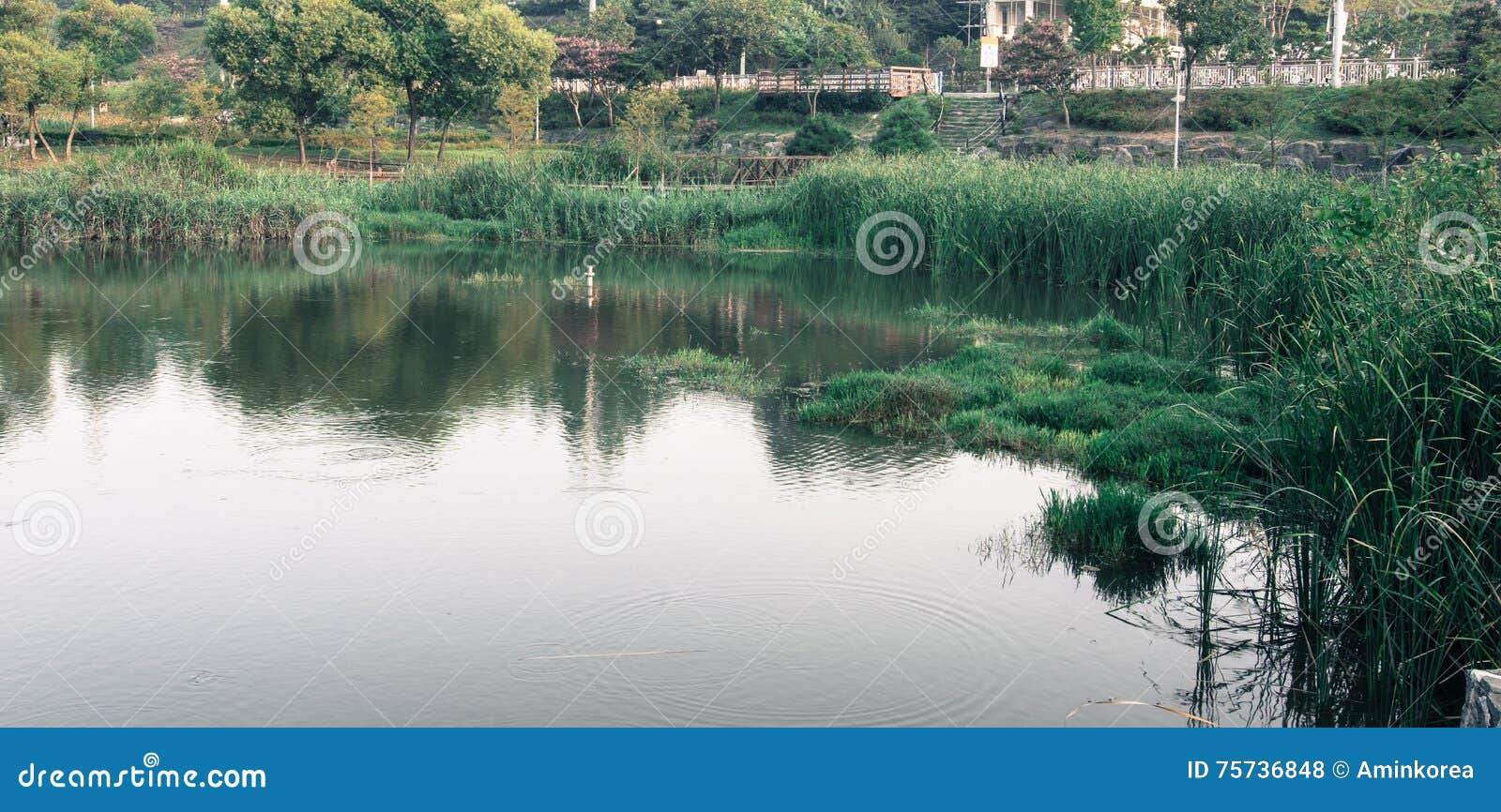 Pond Located in Countryside Stock Photo - Image of parks, located: 75736848