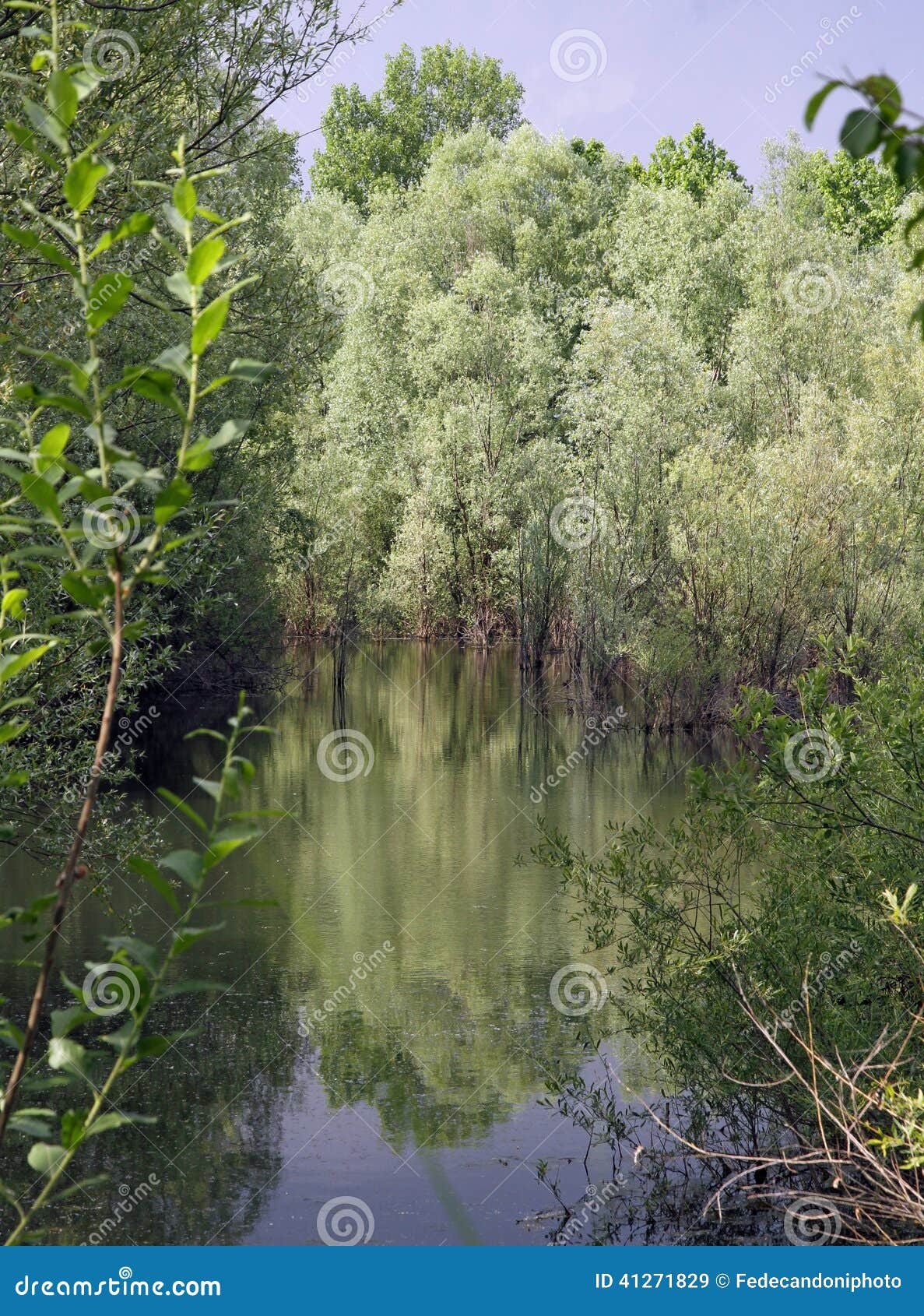 Pond and Marsh Environment with Plants in a Natural Park 4 Stock Image ...