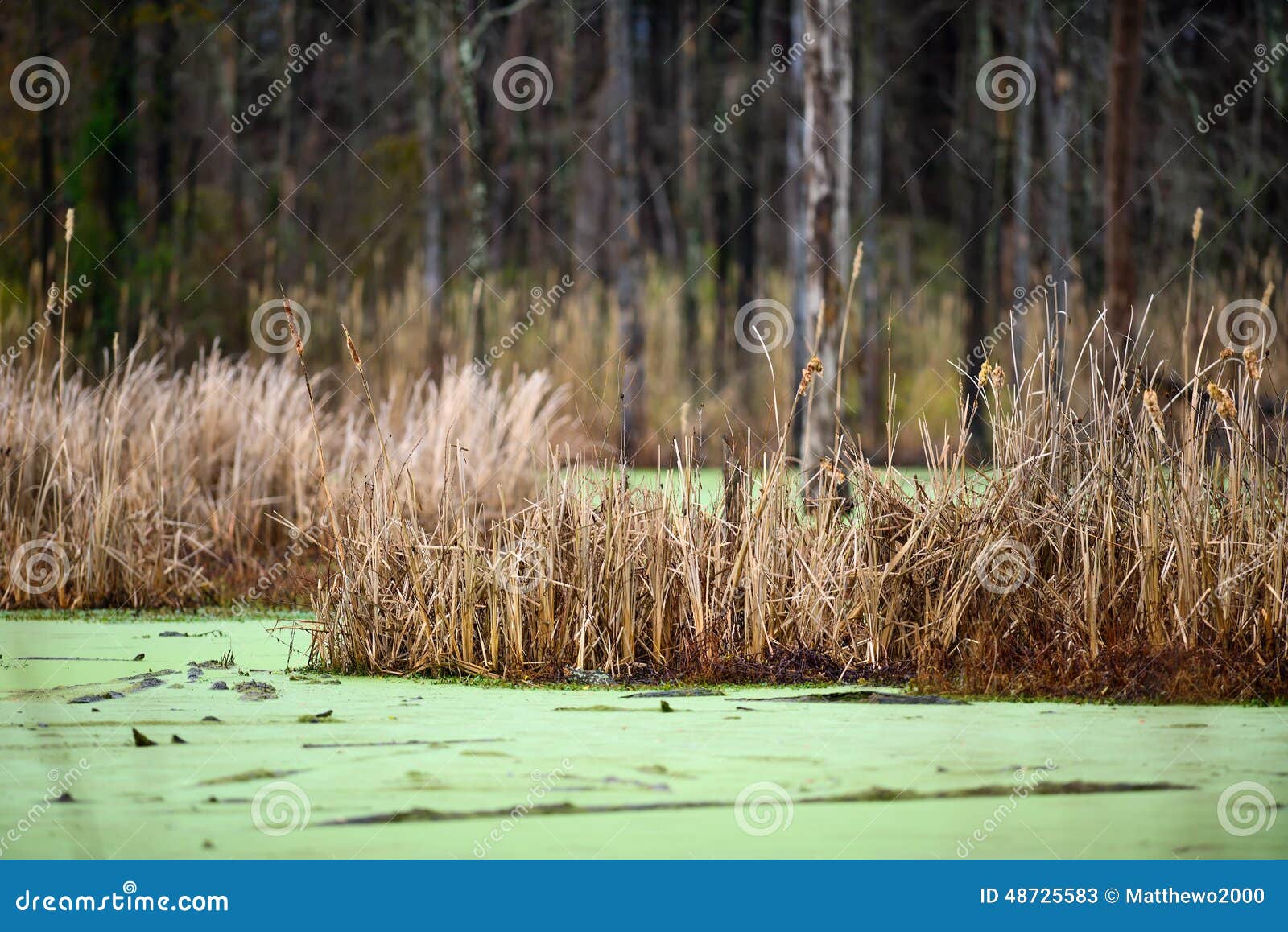 Pond Marsh with Green and Grass. Stock Image - Image of landscape ...