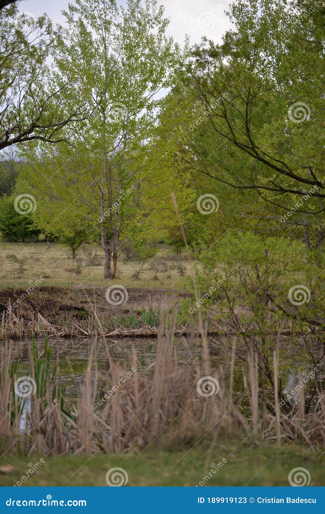 Pond in the Meadow with Willows Stock Image - Image of natural, river ...