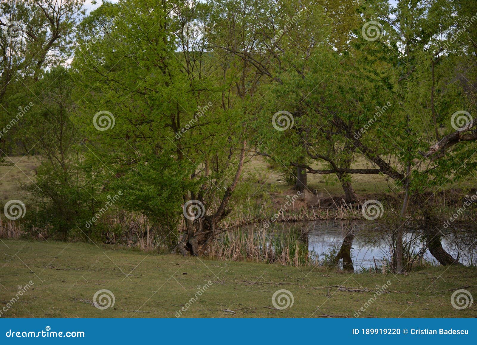 Pond in the Meadow with Willows Stock Photo - Image of grass, meadow ...