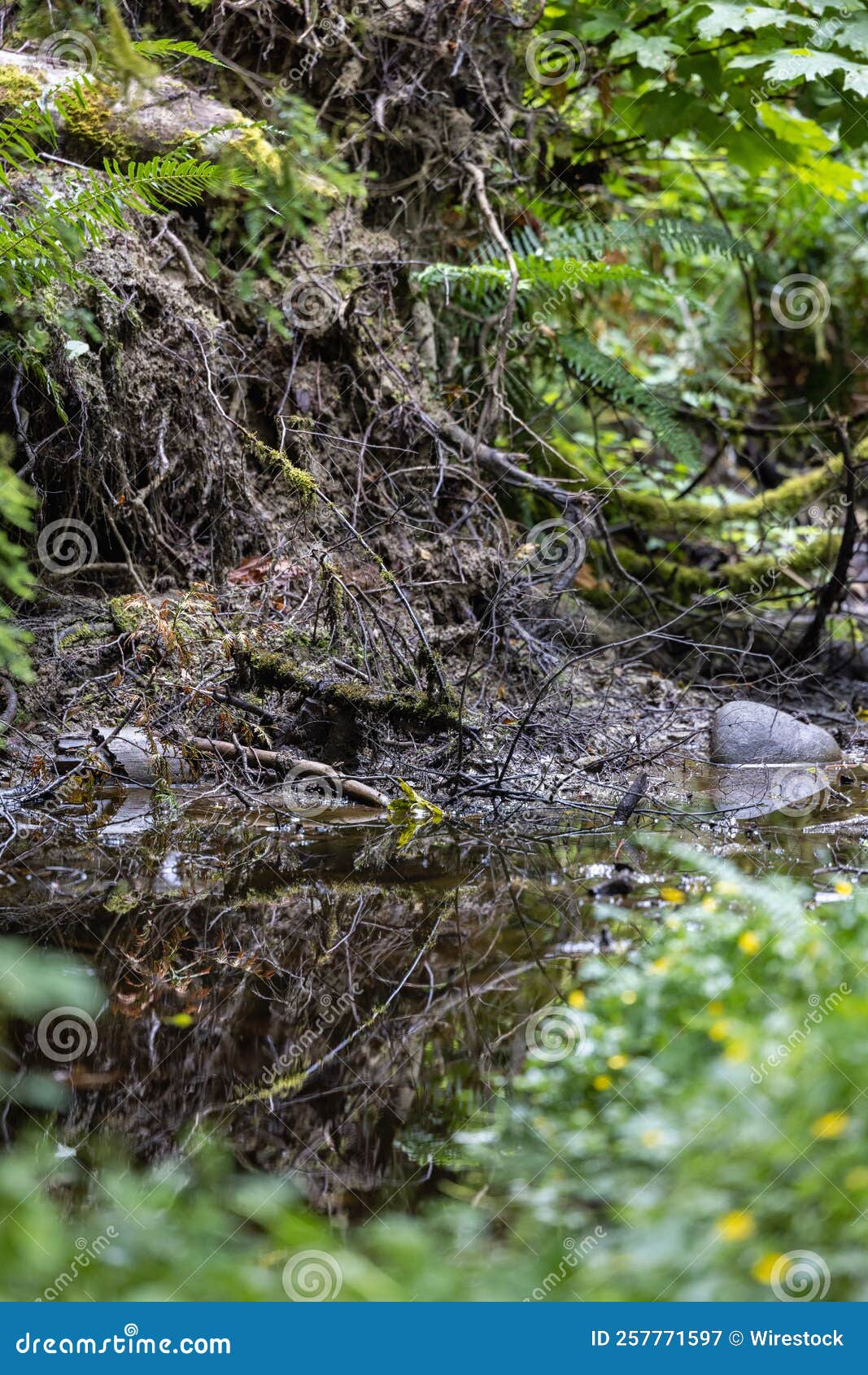 Pond in the Middle of the Forest, and Different Plants and Dried Tree ...