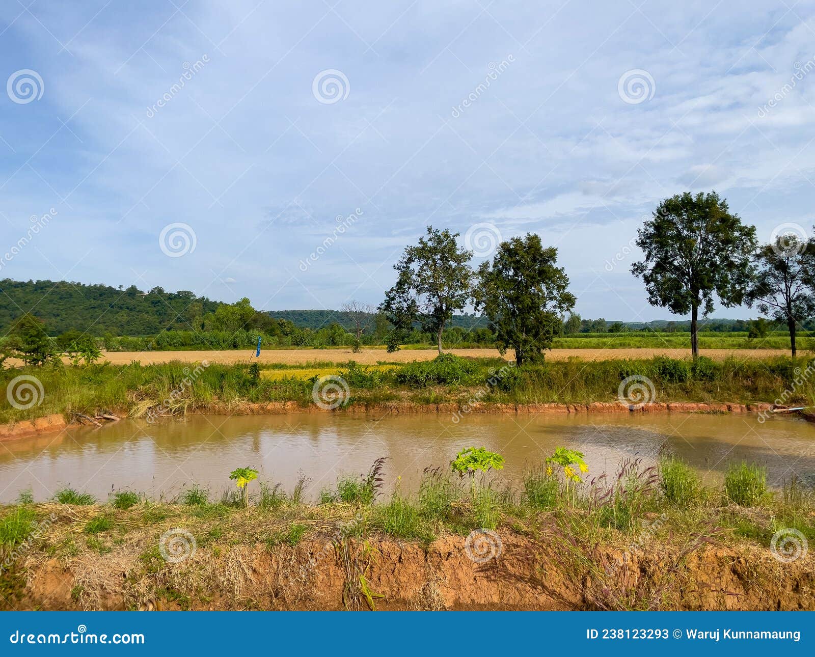 A Pond in the Middle of the Rice Field. Stock Image - Image of ...
