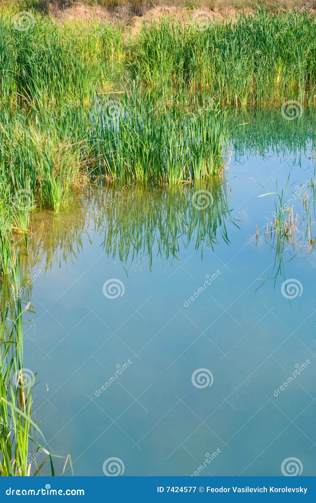 Pond mirror. stock image. Image of reflexion, blue, green - 7424577
