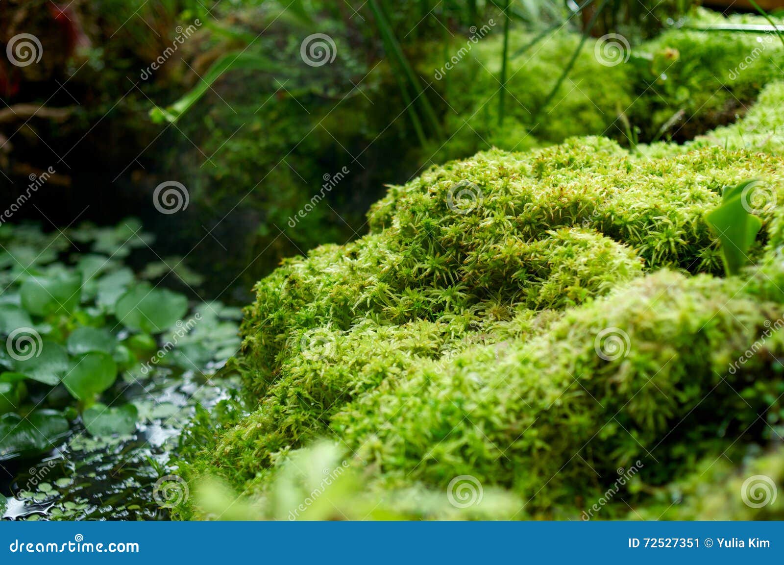 Pond with moss macro stock image. Image of forest, pond - 72527351