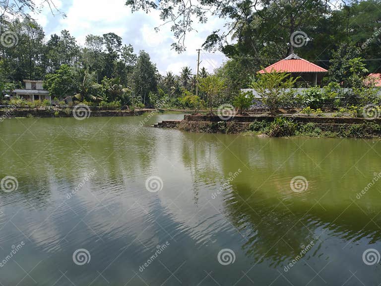Pond stock photo. Image of kerala, pond, india, natural - 129522916