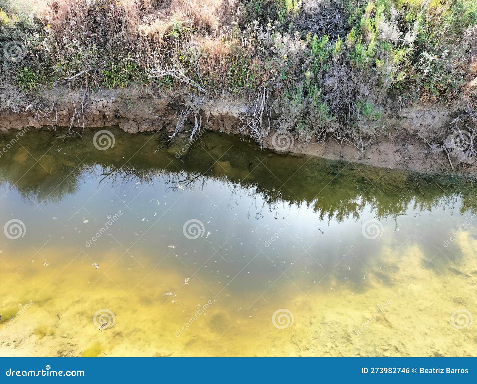 Pond in Nature by the Beach Way Stock Photo - Image of beach, pond ...