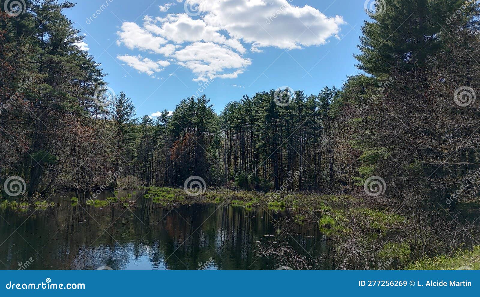 Pond Nature Trees Water Sky Beautiful Scenery Stock Image - Image of ...