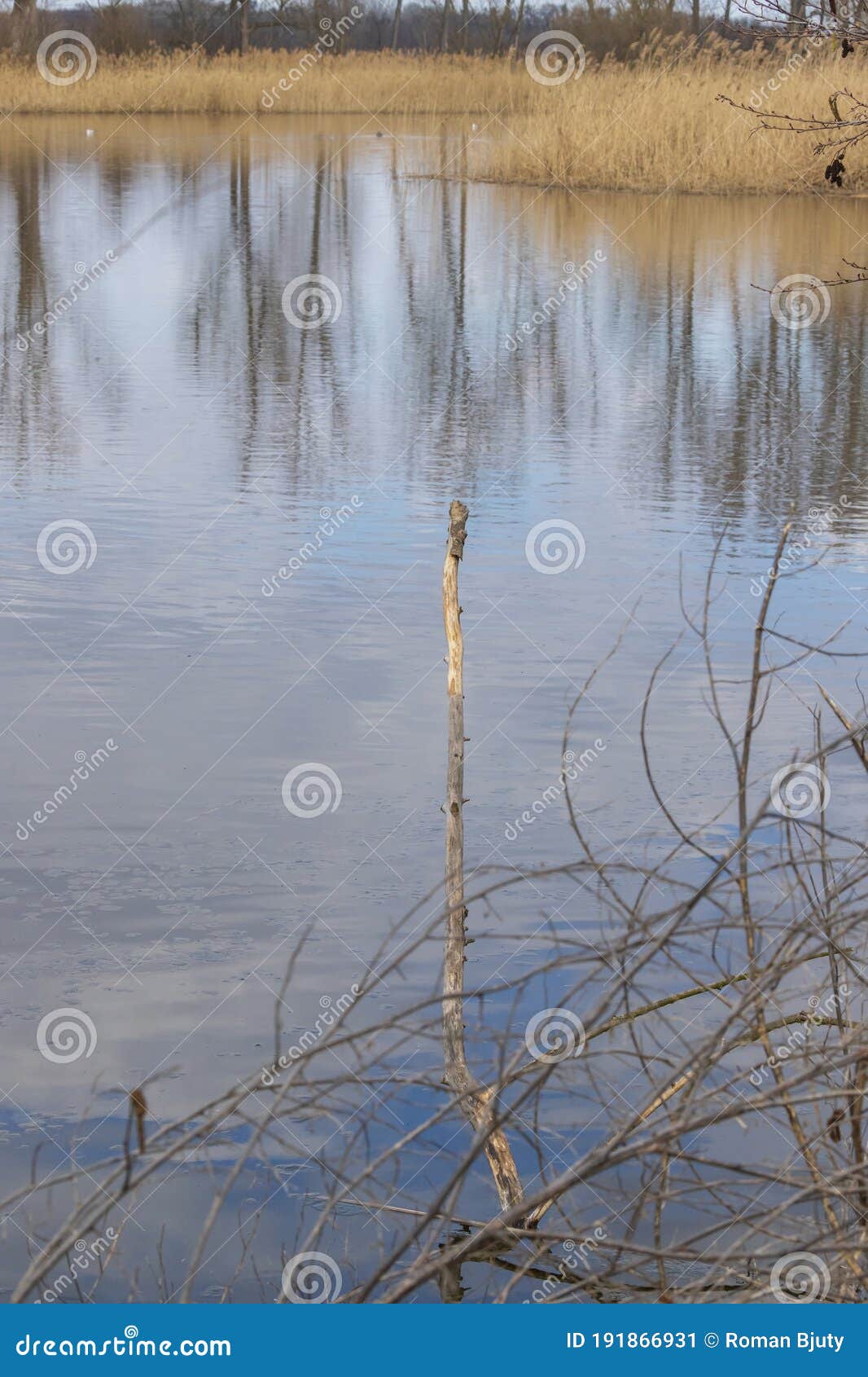 A Pond Near Which Branches Fall into the Water Stock Image - Image of ...