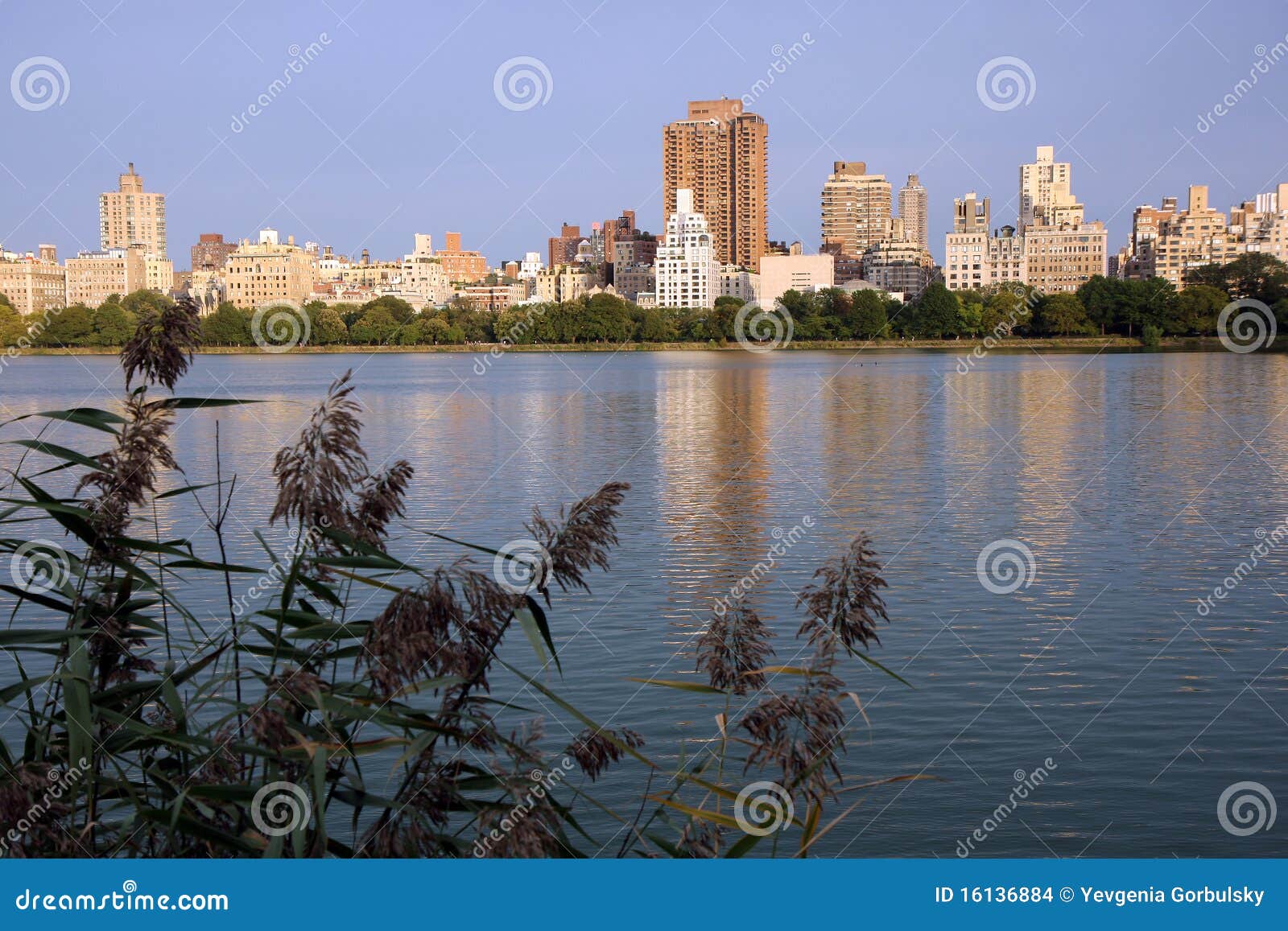 Pond in New York stock photo. Image of pool, reflect - 16136884