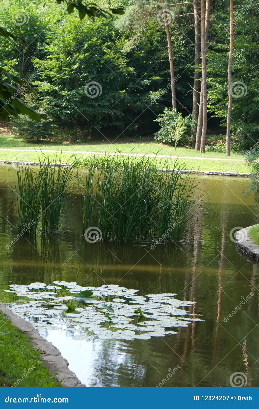 Pond in old park stock image. Image of water, rural, foliage - 12824207
