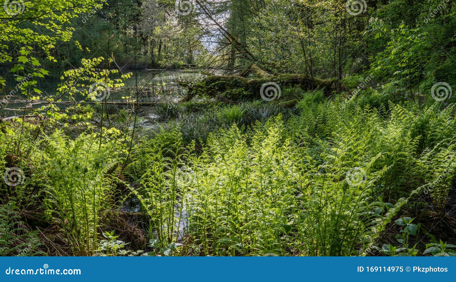 Peavy Arboretum Stock Photos - Free & Royalty-Free Stock Photos from ...