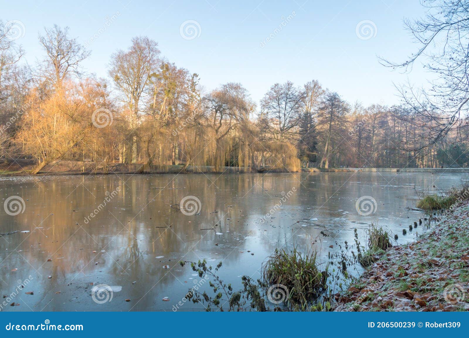 Pond at Orunia Park in Winter Time Stock Image - Image of fresh, yellow ...