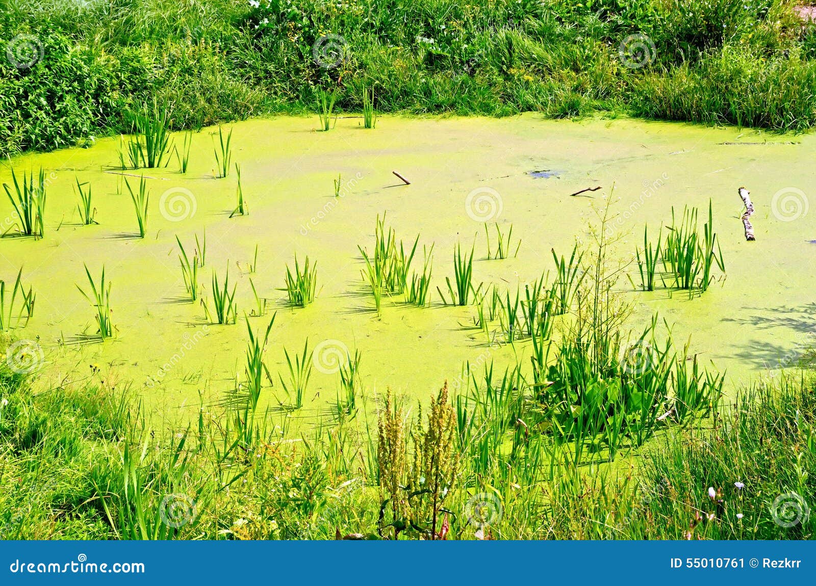 Pond Overgrown with Duckweed Stock Image - Image of overgrown, water ...