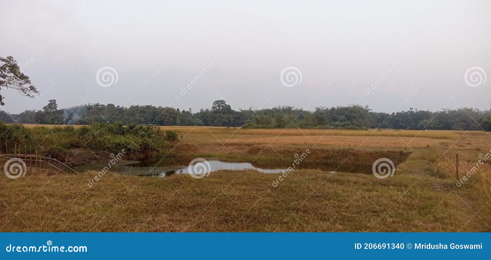 Pond in paddy field stock photo. Image of grass, steppe - 206691340