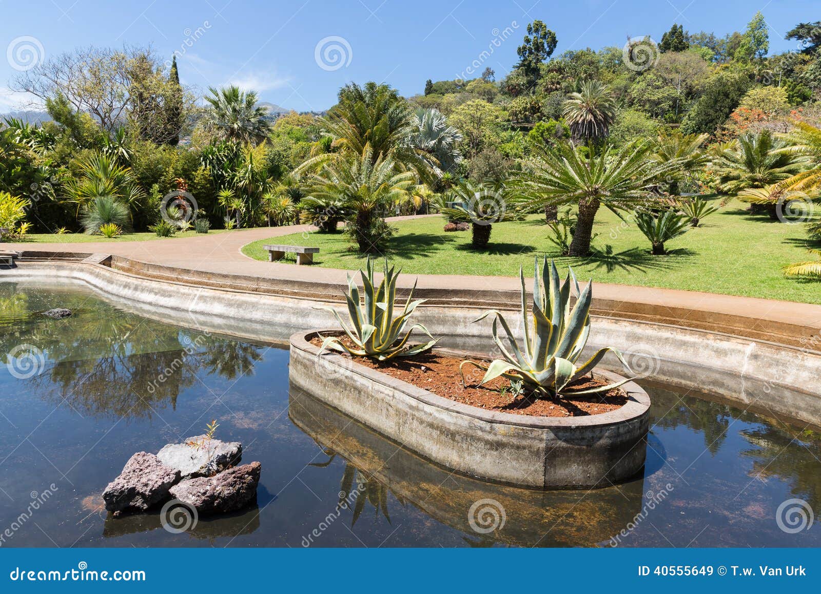Pond with Palm Trees in Botanical Garden Madeira Stock Image - Image of ...