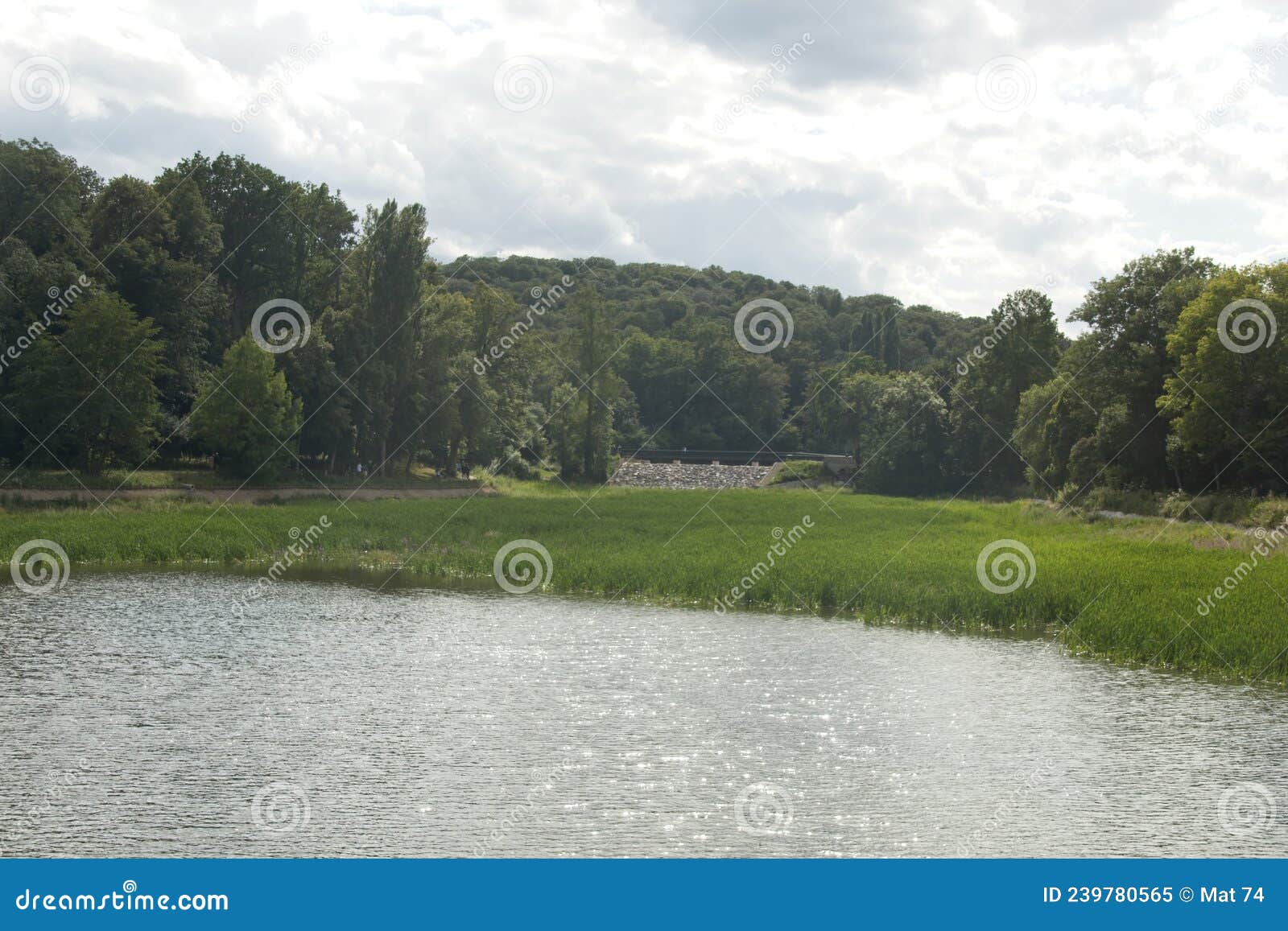 Pond in the park stock image. Image of countryside, forest - 239780565