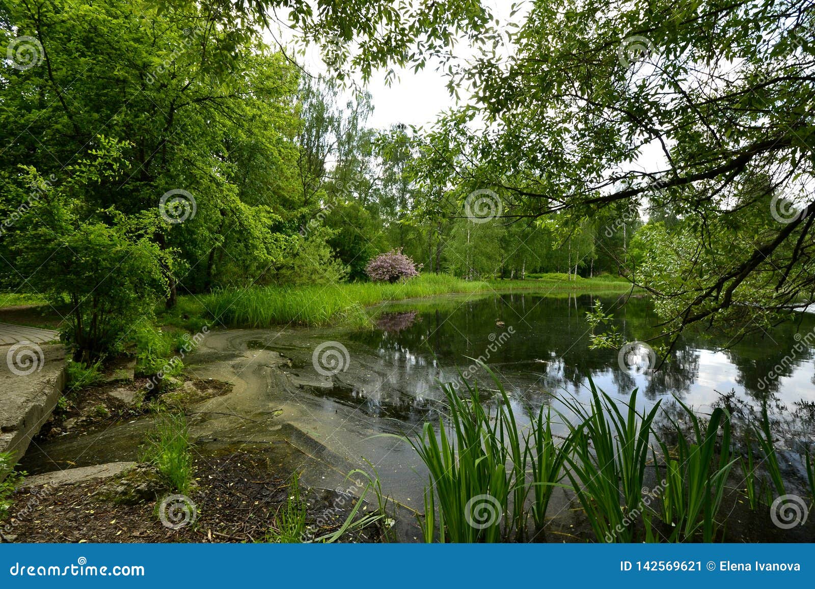 Pond in the Park stock image. Image of bush, sunny, environment - 142569621