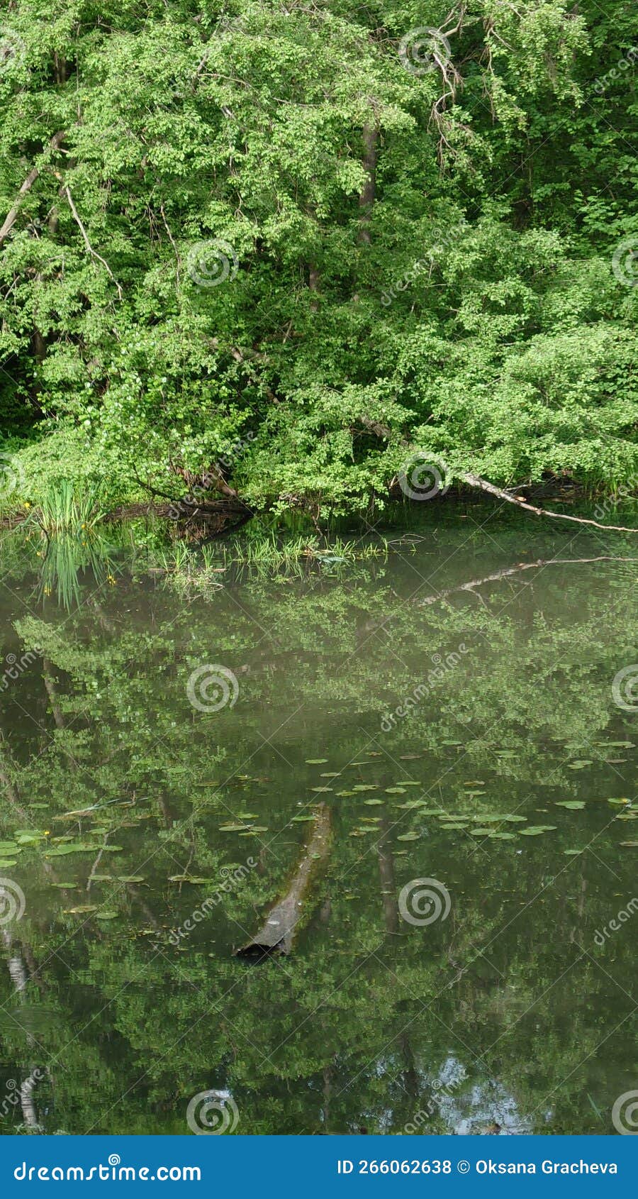 Pond in the Park on a Summer Day Stock Photo - Image of relax, color ...