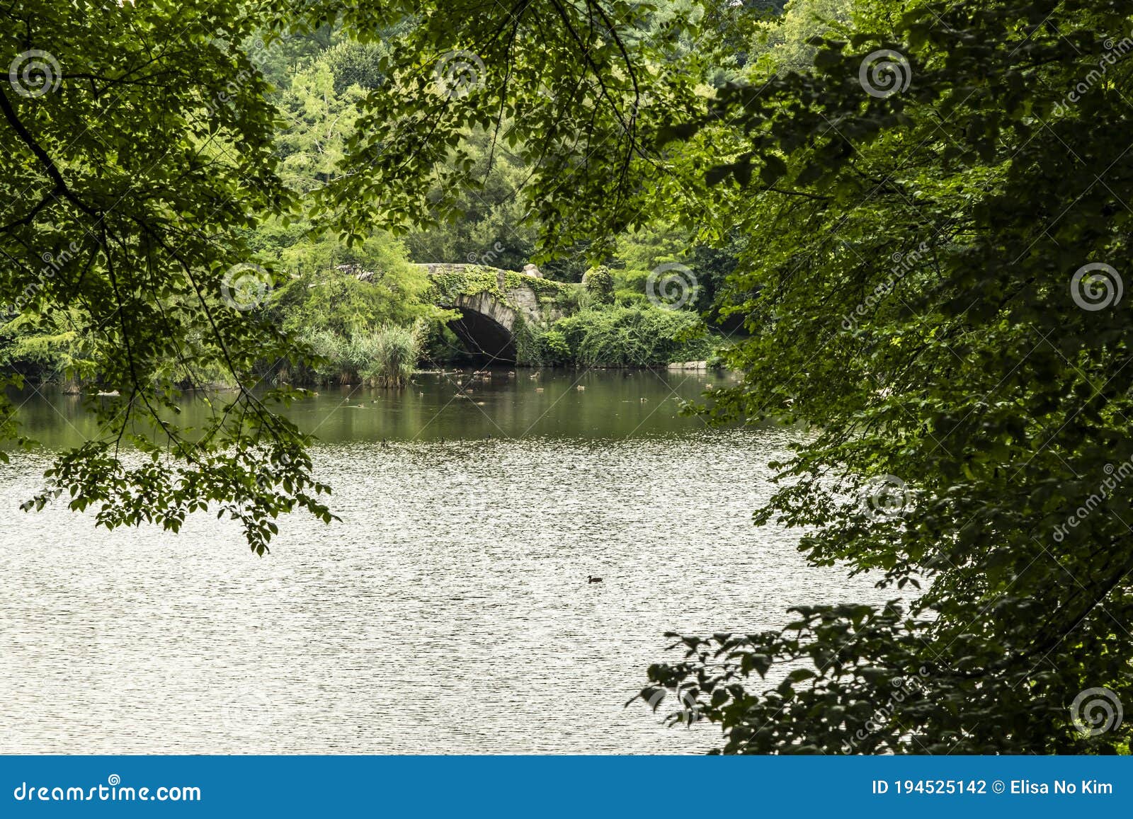 Pond in a park stock photo. Image of pond, tree, york - 194525142