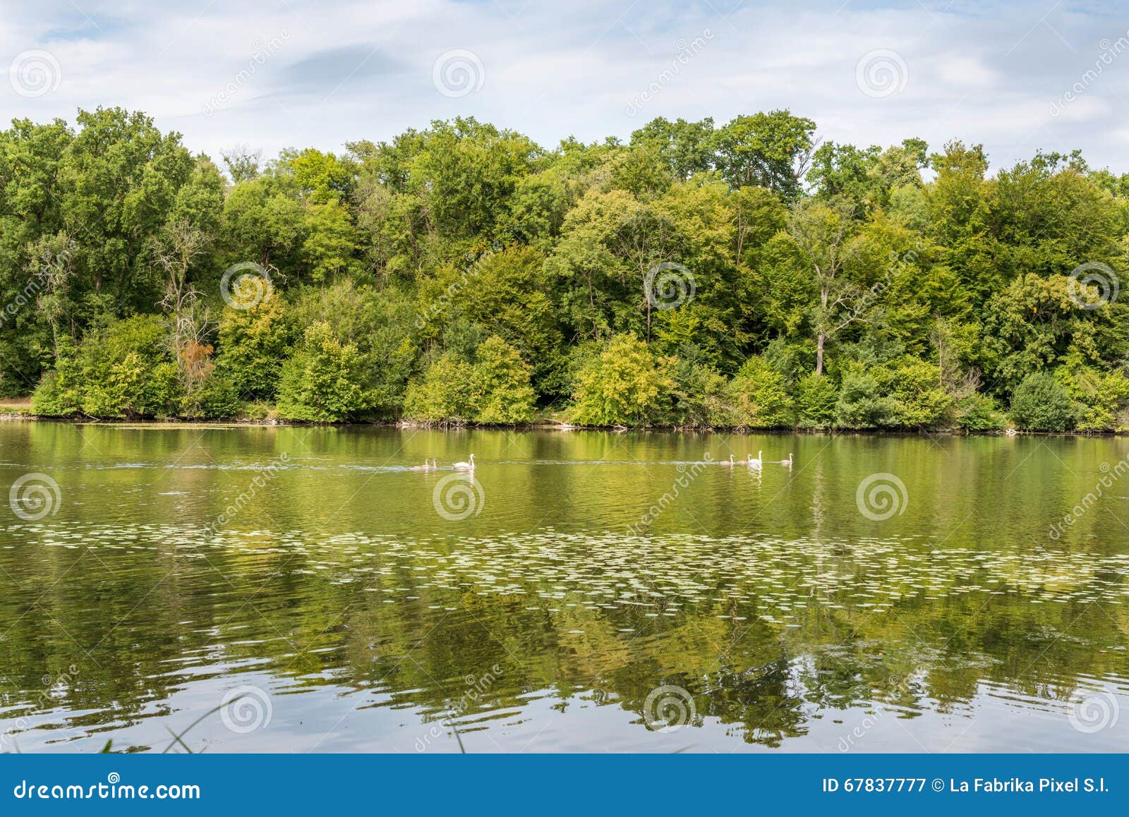 Pond stock image. Image of wildlife, scene, beautiful - 67837777