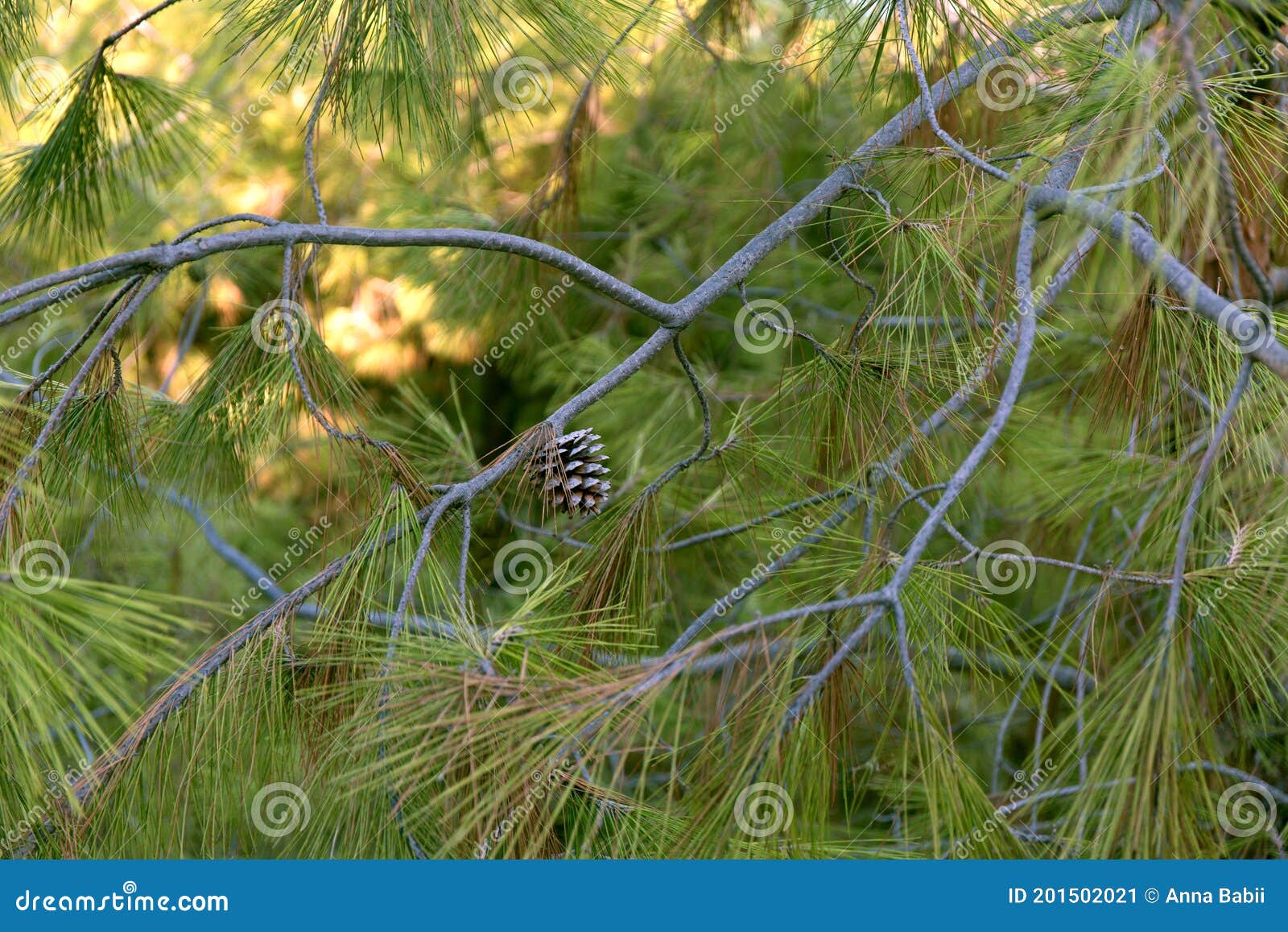 Pond Pine. Pinus Serotina. Coniferous Close Up Background. Stock Image ...