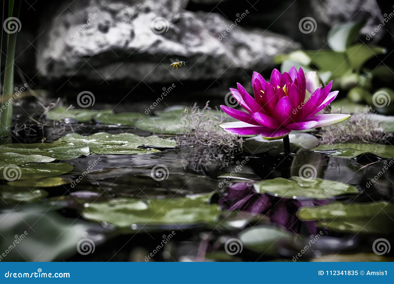 The Small World of a Pond and a Pink Water Lily Stock Image - Image of ...