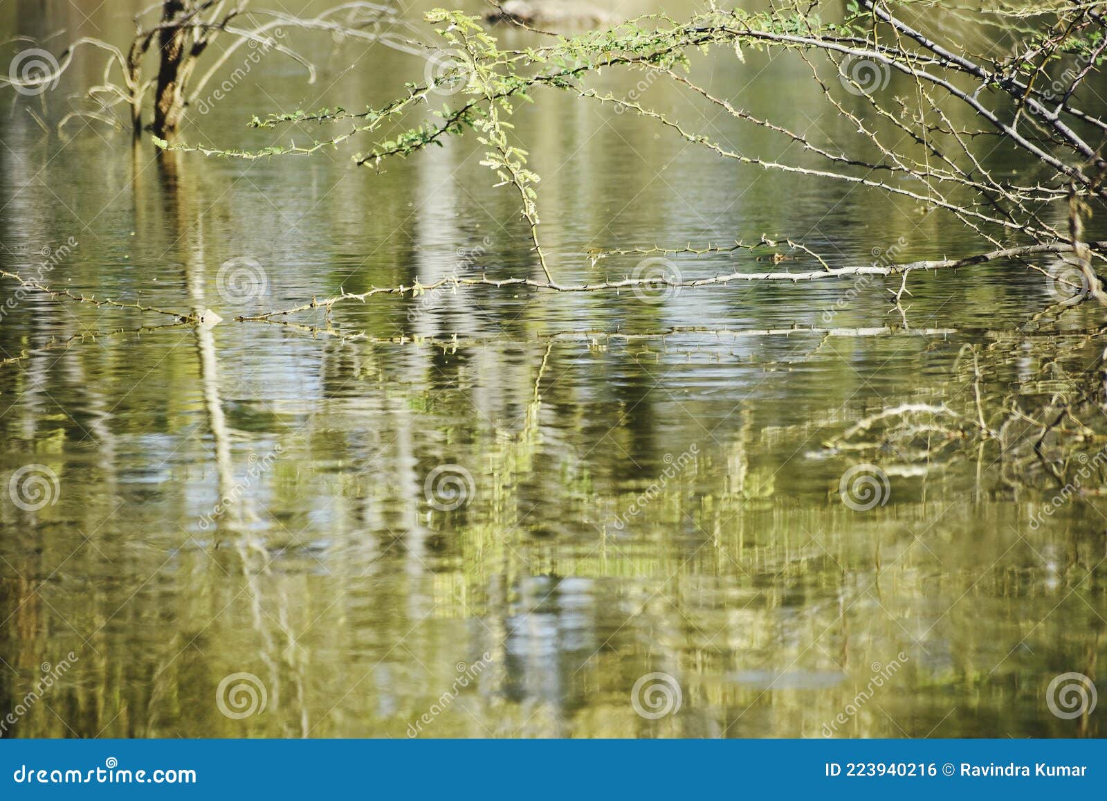 Pond, Plant and Water Reflection Stock Photo - Image of refl, pond ...