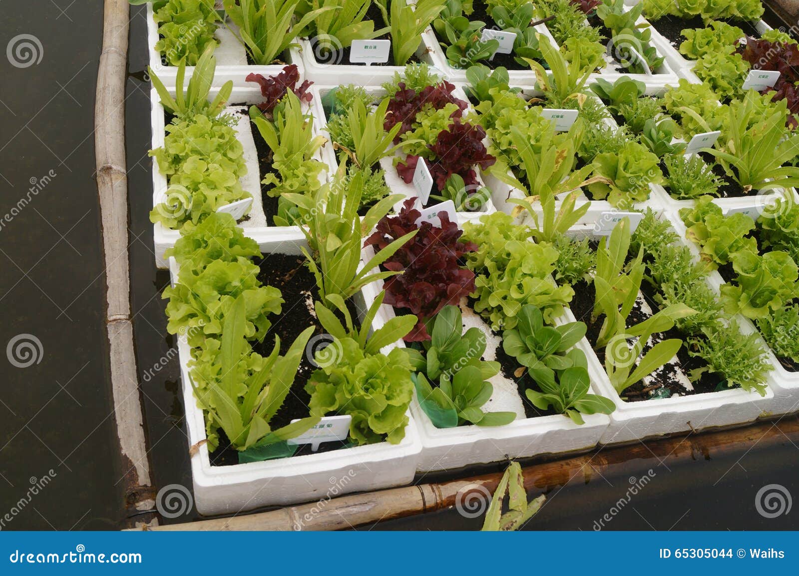 Pond Planted with Vegetables Stock Photo - Image of vegetable, produce ...