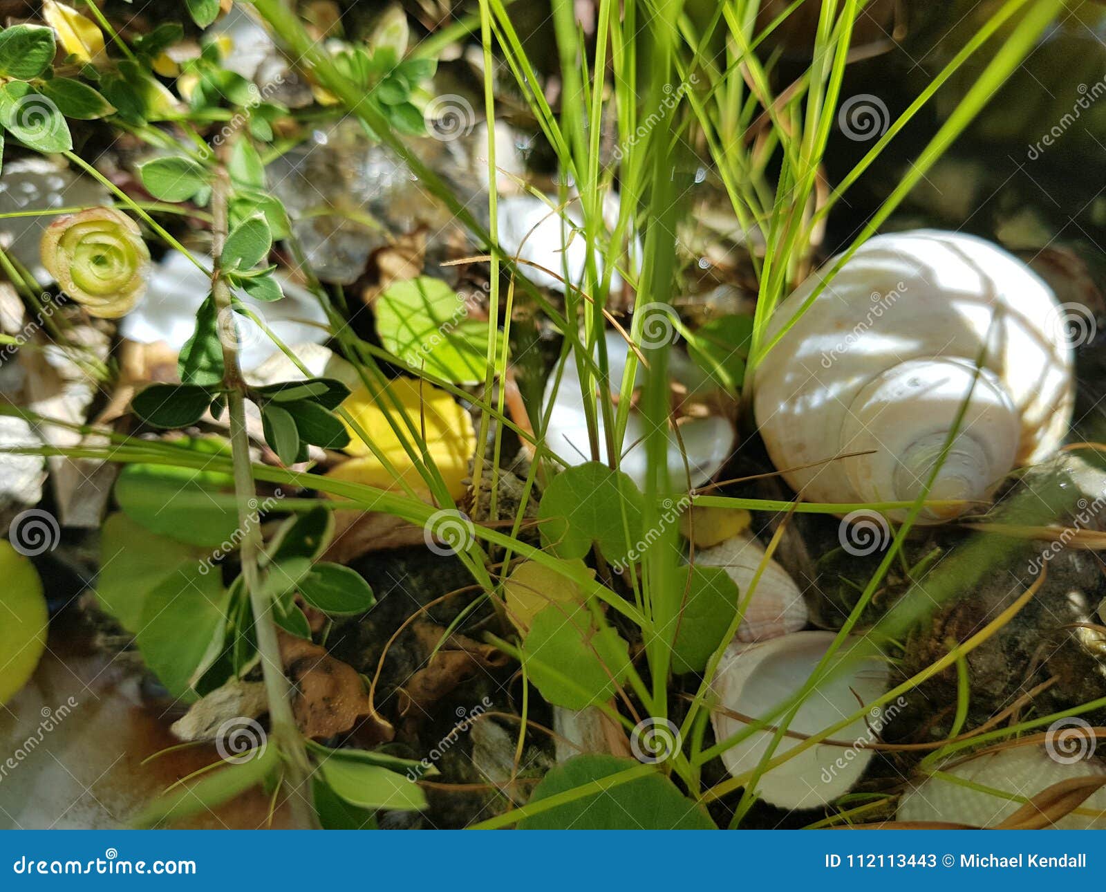 Snail shell stock image. Image of plants, shells, shell - 112113443