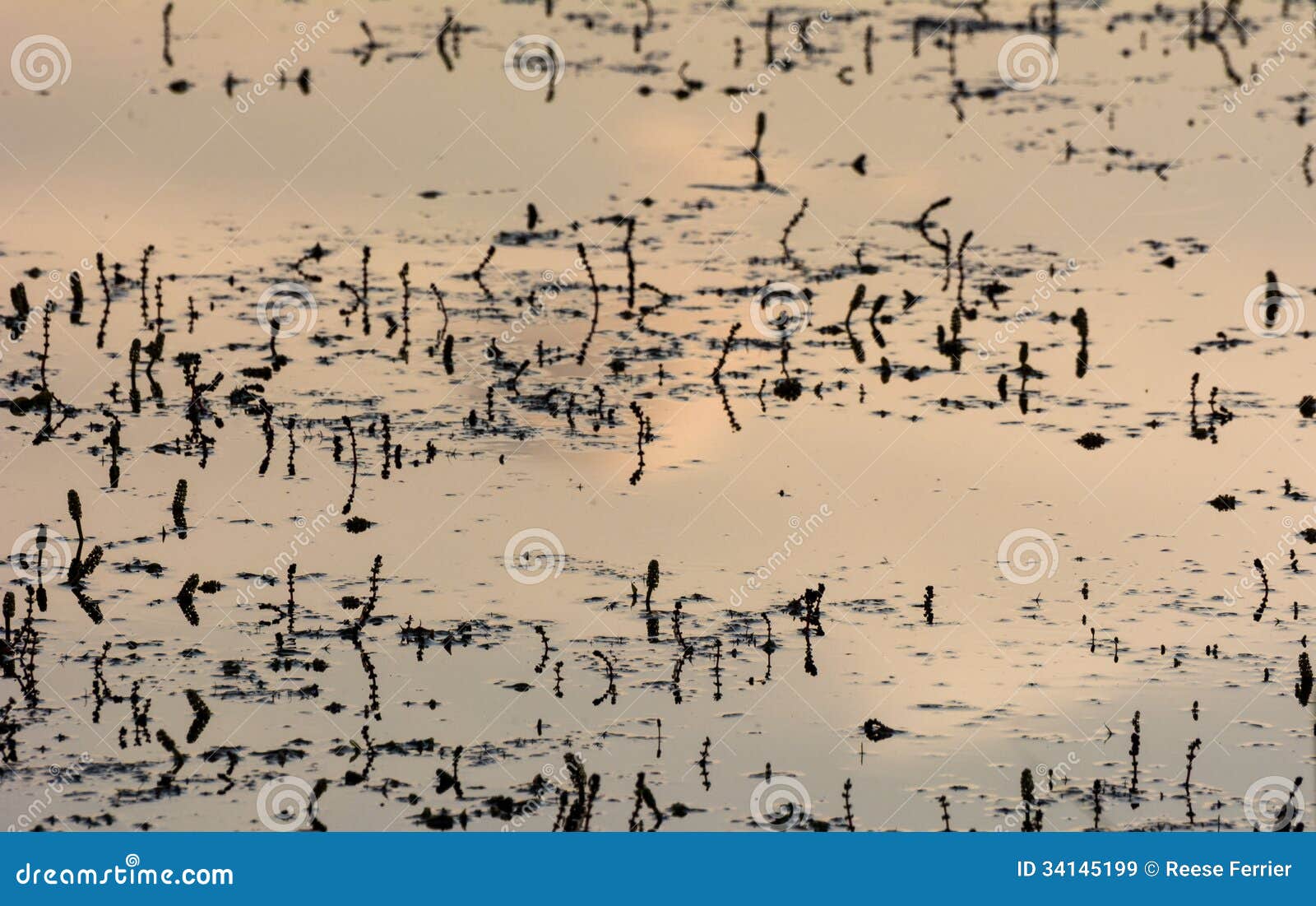 Pond Plants Sihouette stock image. Image of lake, silhouette - 34145199