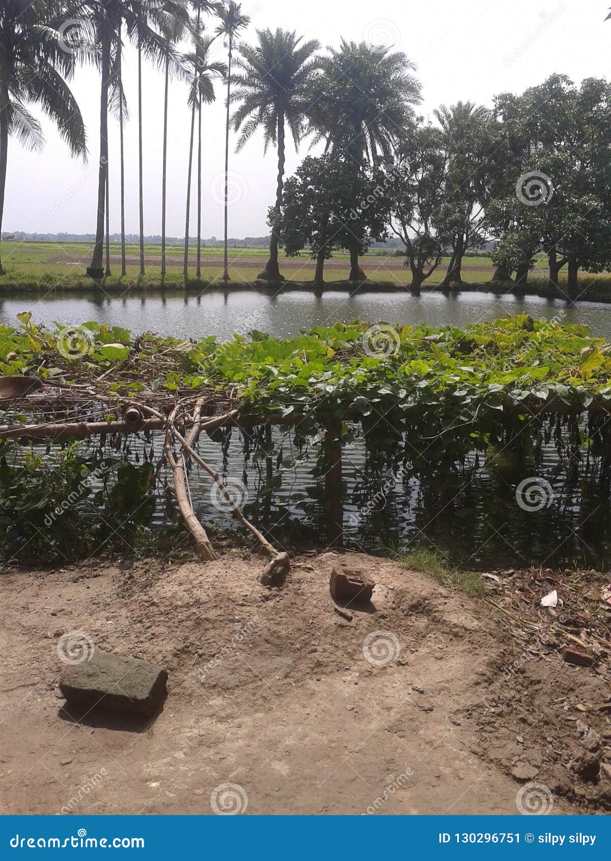 Pond stock image. Image of field, tree, pond, paddy - 130296751