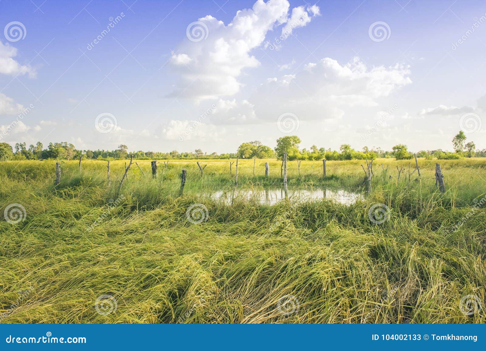 Pond or pool in rice field stock image. Image of hill - 104002133