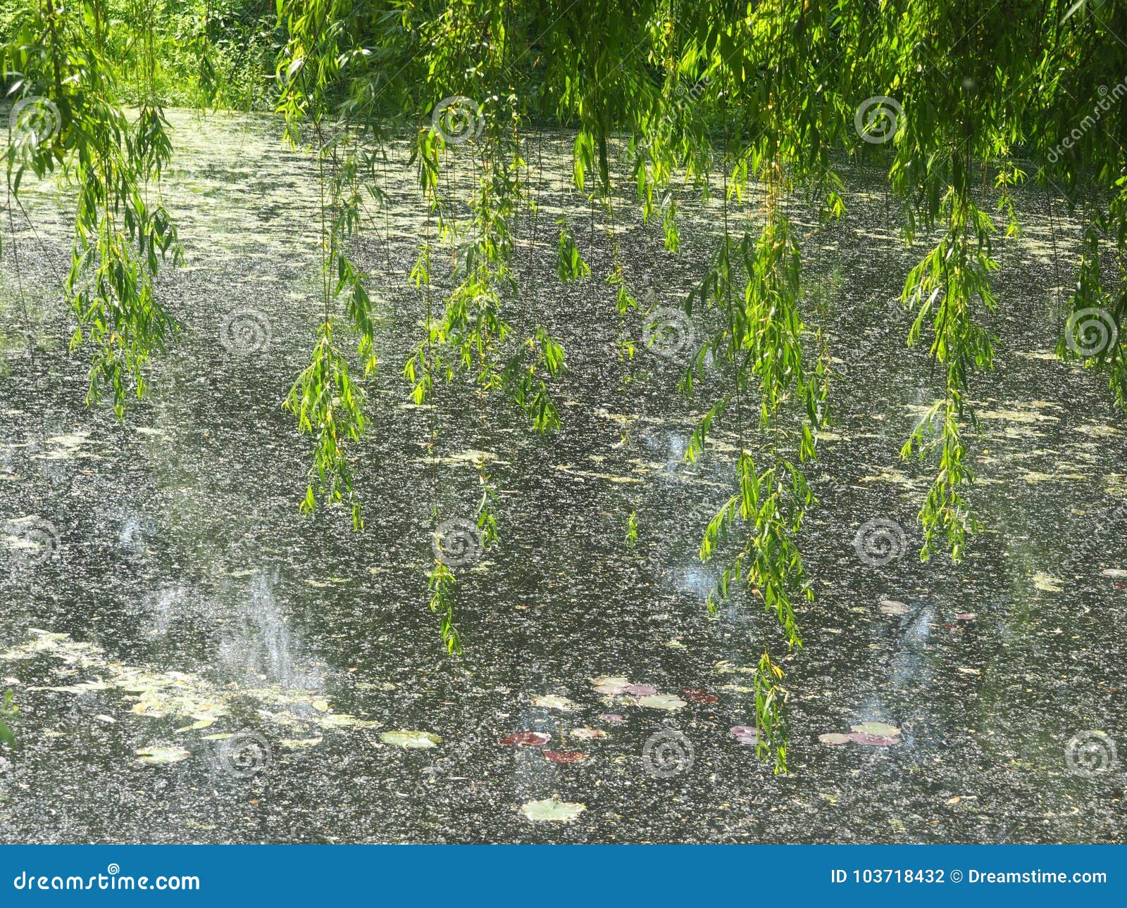 The pond stock photo. Image of park, fluff, moscow, carpet - 103718432