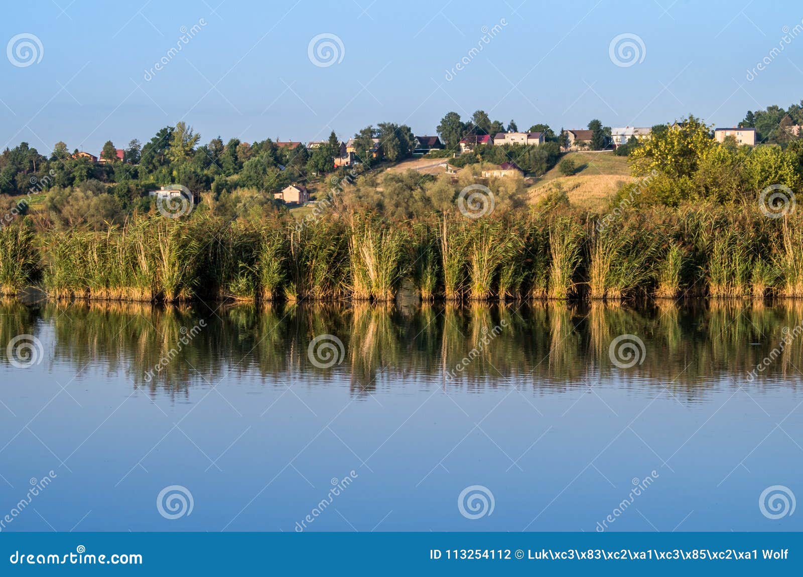 Pond and reed stock photo. Image of green, plants, northern - 113254112