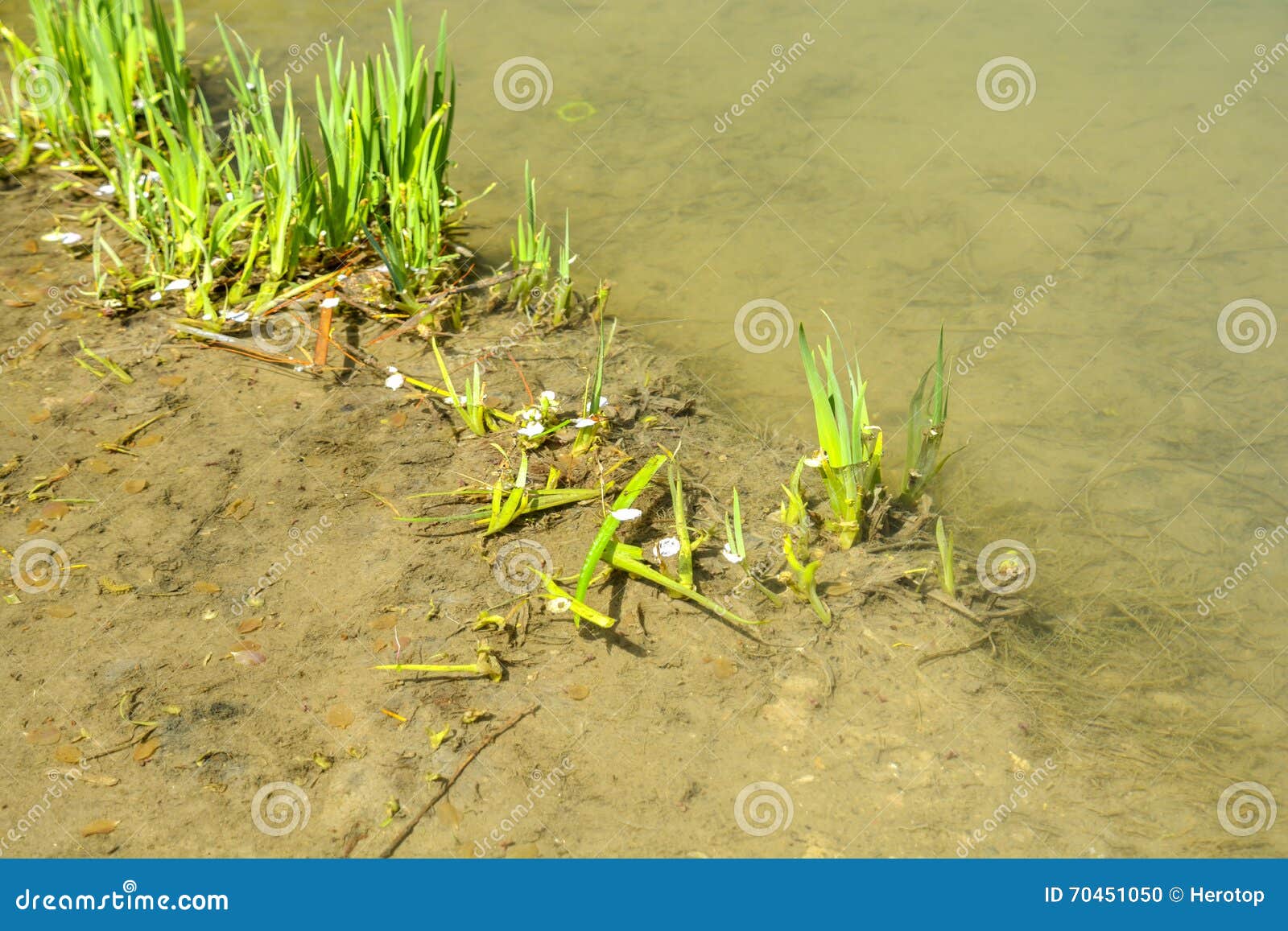Pond reed seedling stock photo. Image of floating, seedling - 70451050