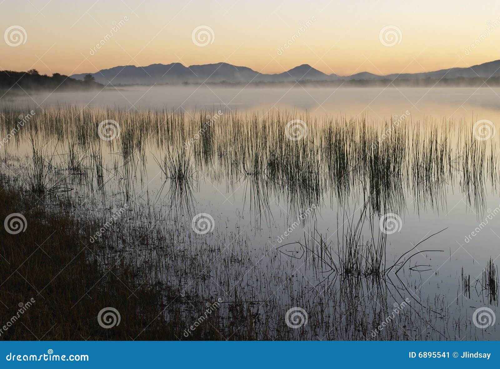 Pond with reeds at dawn stock image. Image of reflected - 6895541