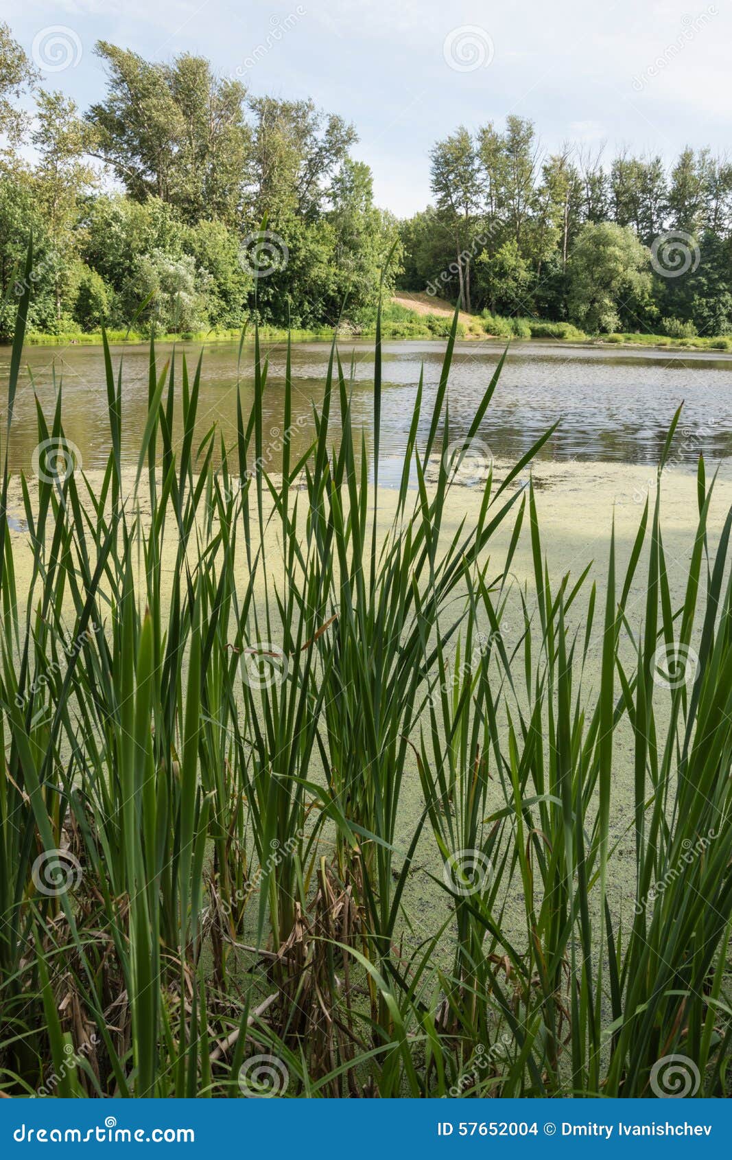 Pond, reeds and poplars. stock photo. Image of poplars - 57652004
