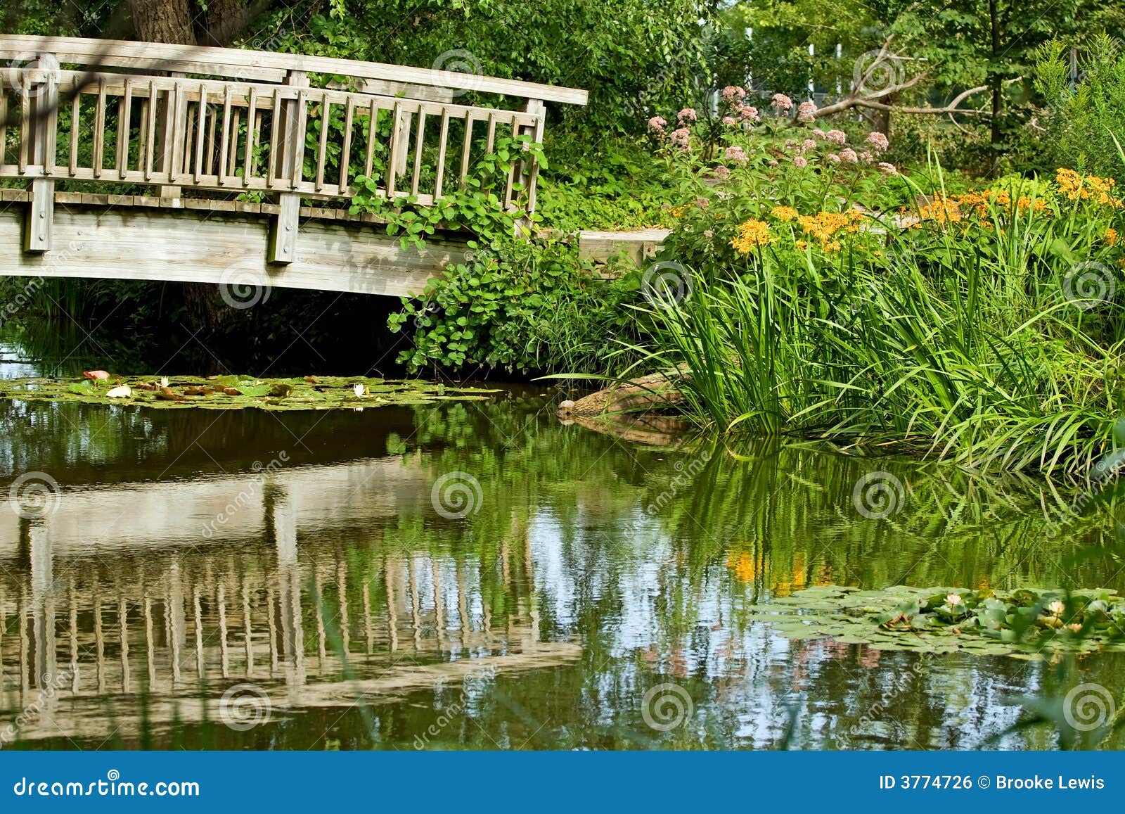 Pond Reflection Picture. Image: 3774726