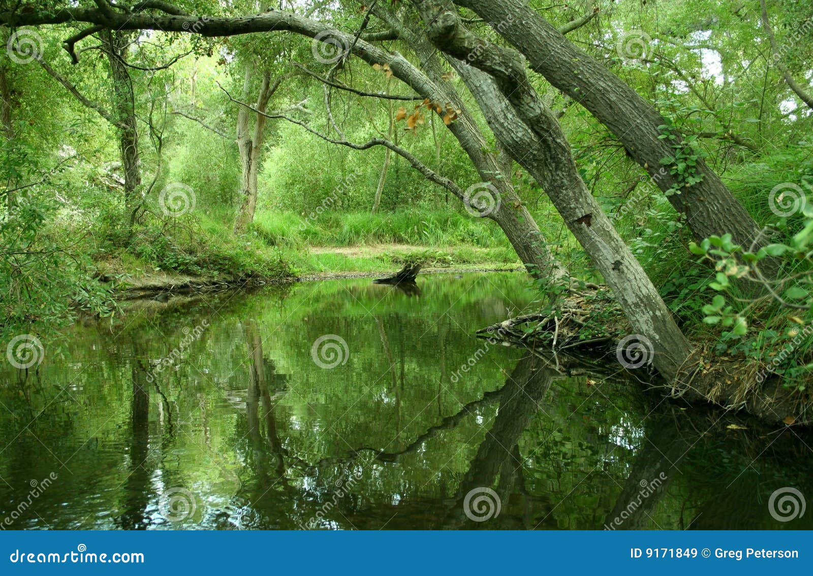 Pond reflection stock image. Image of green, vegetation - 9171849