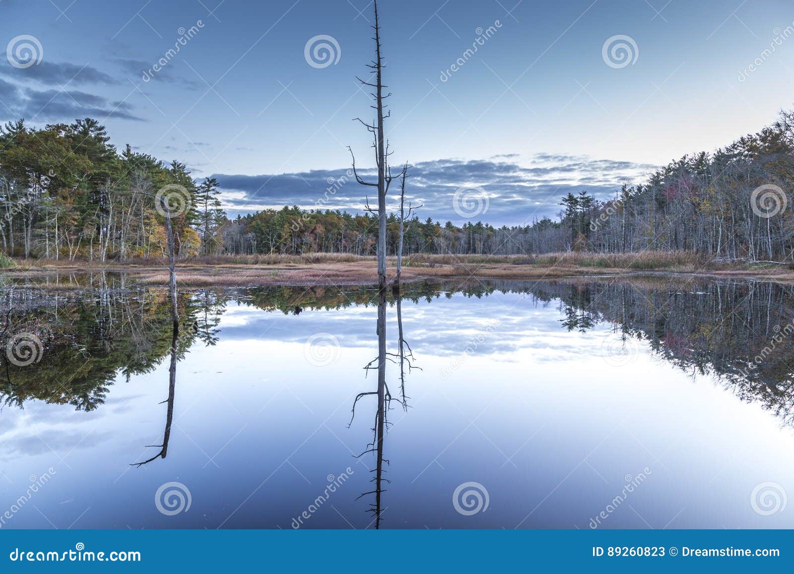 Pond Reflection stock image. Image of color, foliage - 89260823