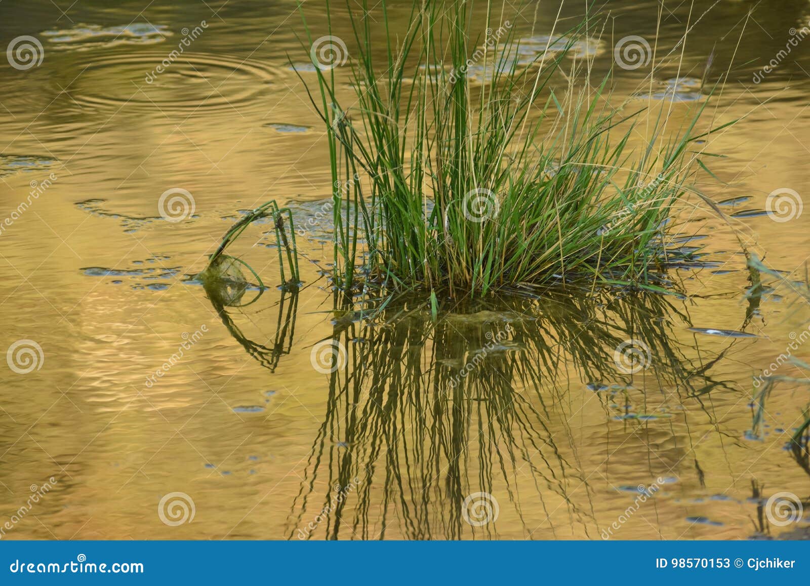 Pond Reflection with Grass stock image. Image of plant - 98570153